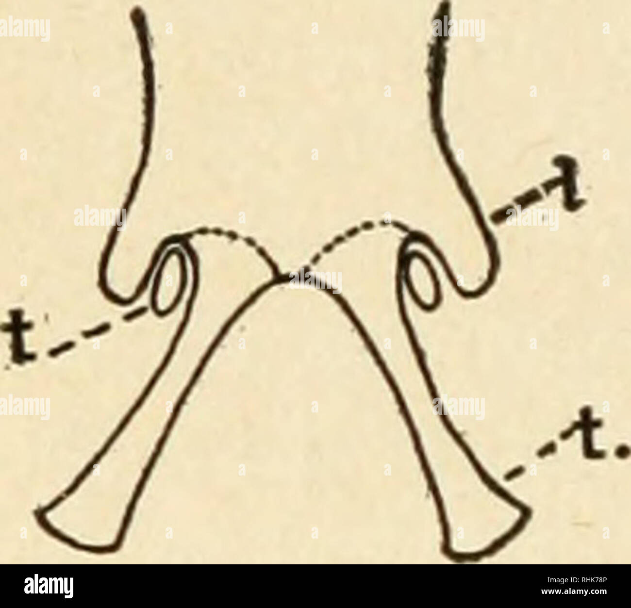 . The biology of the frog. Frogs. THE BIOLOGY OF THE FROG. Fig. 6o ...