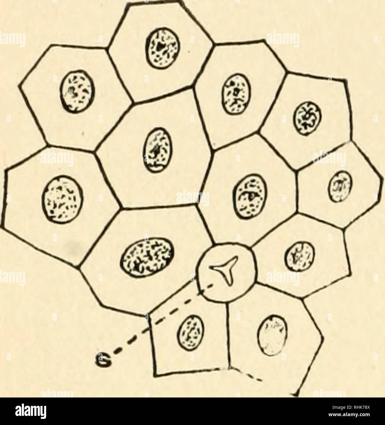 Frog skin, squamous epithelium hi-res stock photography and images - Alamy