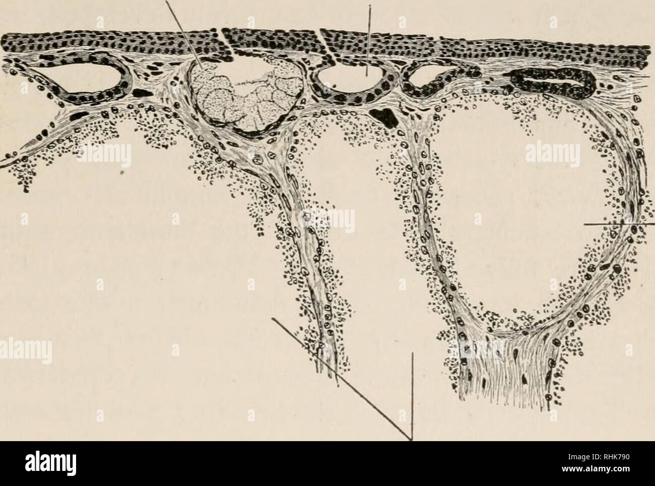 . The biology of the frog. Frogs. IX THE SKIN 185 mucus glands, and ...
