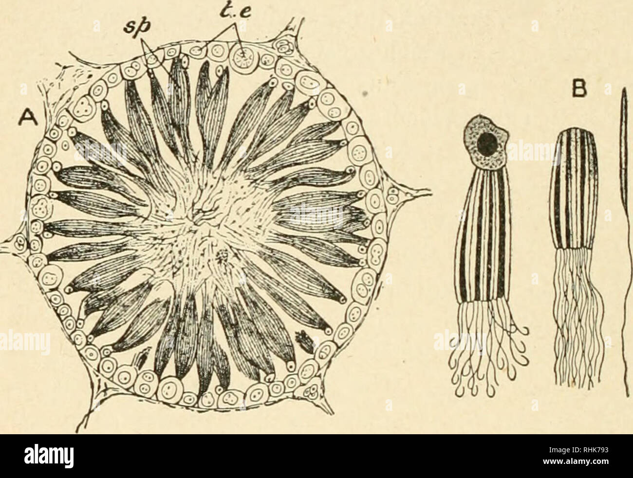 . The biology of the frog. Frogs. 2l6 THE BIOLOGY OF THE FROG CHAP ...