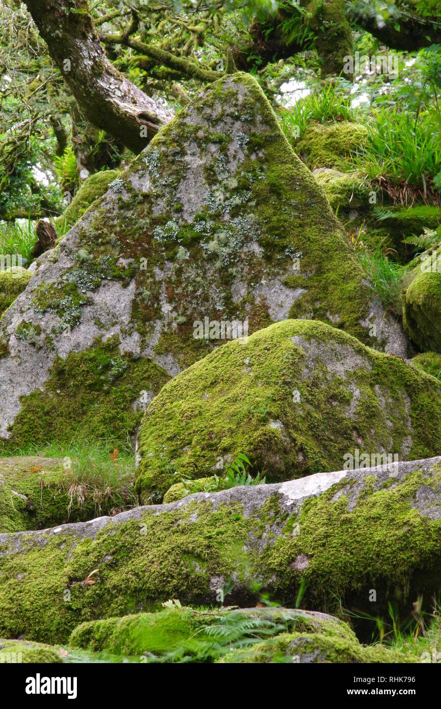Twisted, Gnarly, Stunted Moss Covered Sessile Oak Trees (Quercus ...