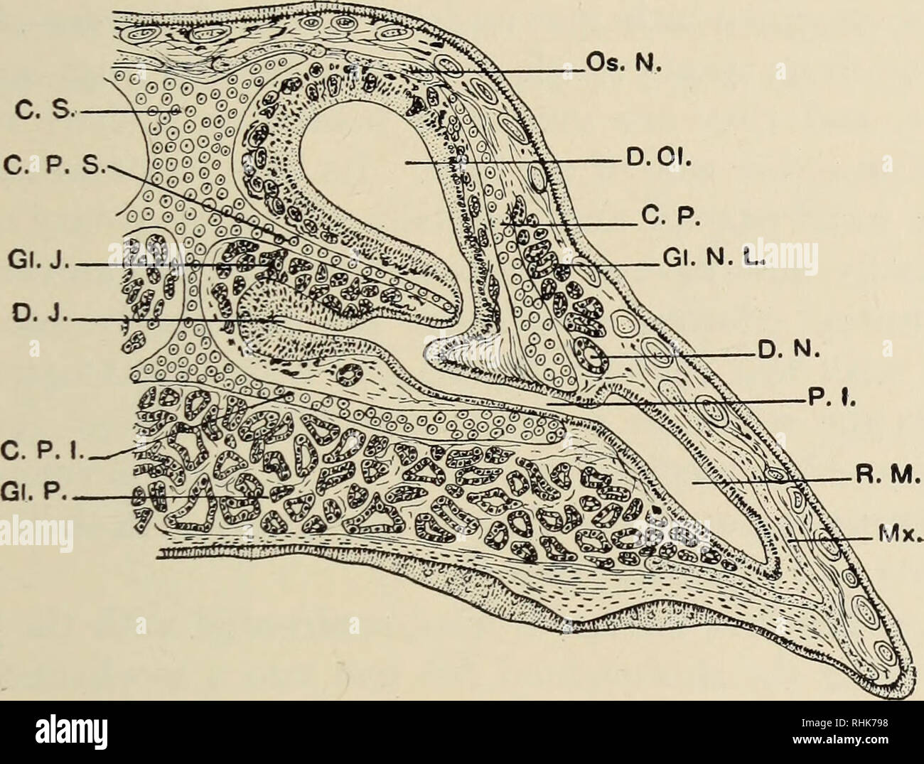 Jacobsons Organ Stock Photos & Jacobsons Organ Stock Images - Alamy
