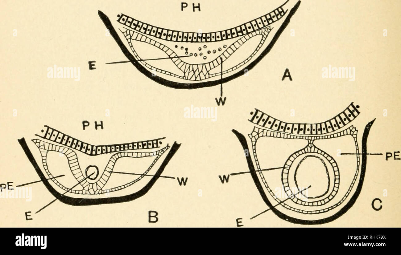 Visceral peritoneum hi-res stock photography and images - Alamy