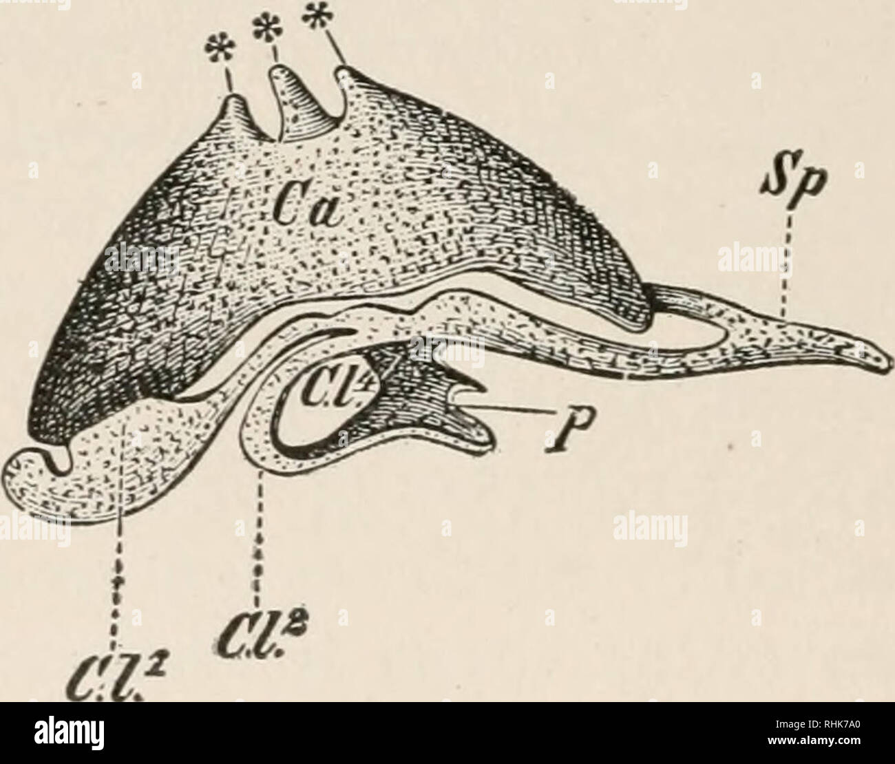 . The biology of the frog. Frogs. FIG. 45. — Cartilages of the larynx ...
