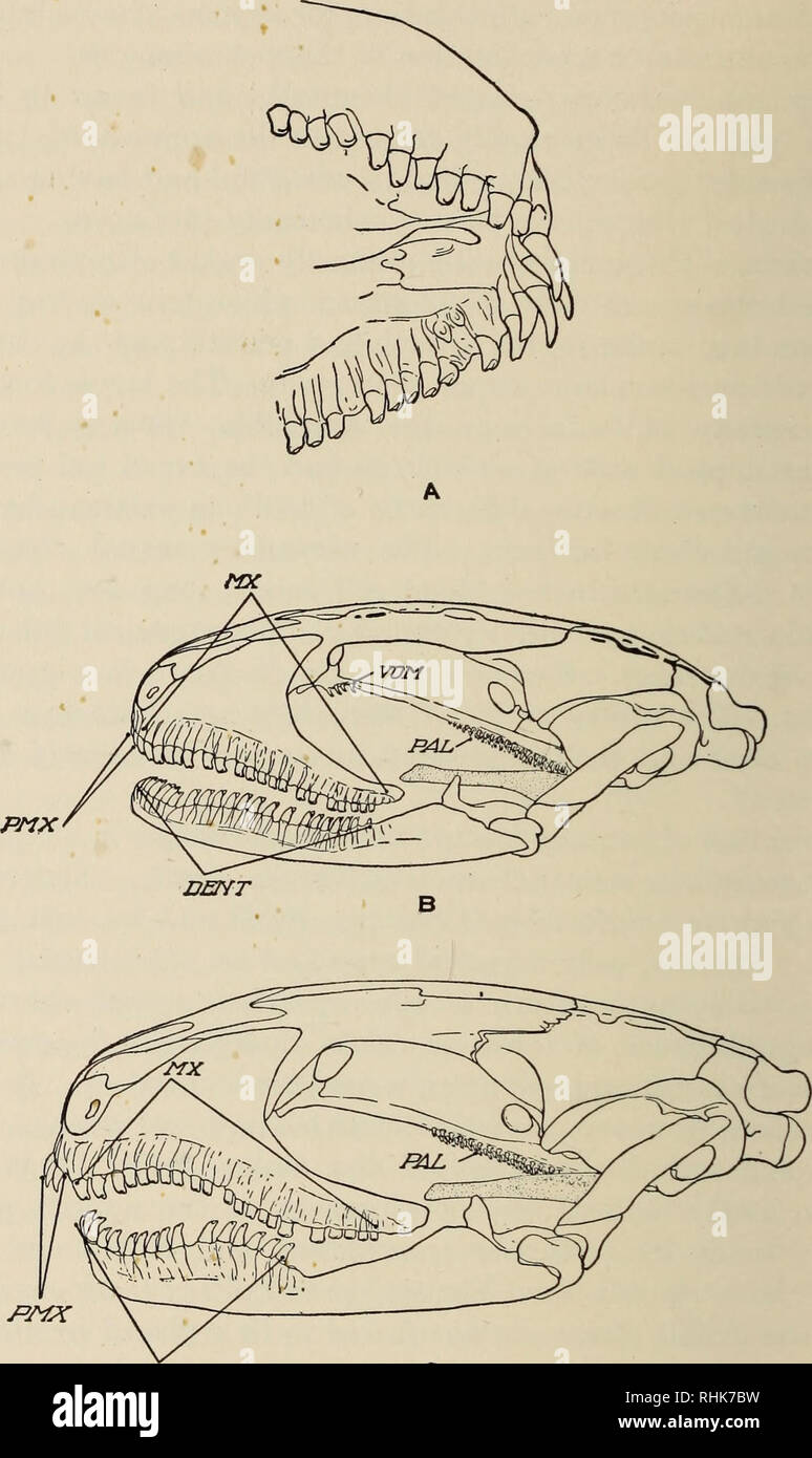 Vomerine Teeth Do Frogs Have Teeth? | IFLScience
