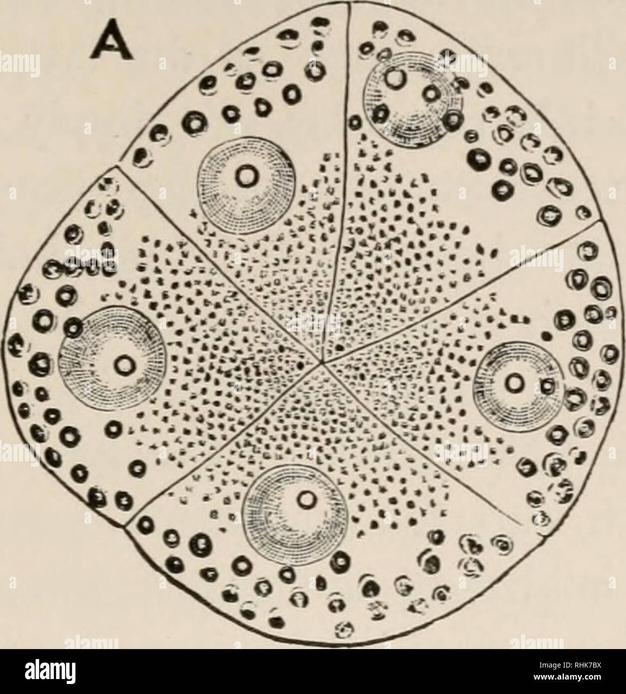Frog Liver Cells Under Microscope