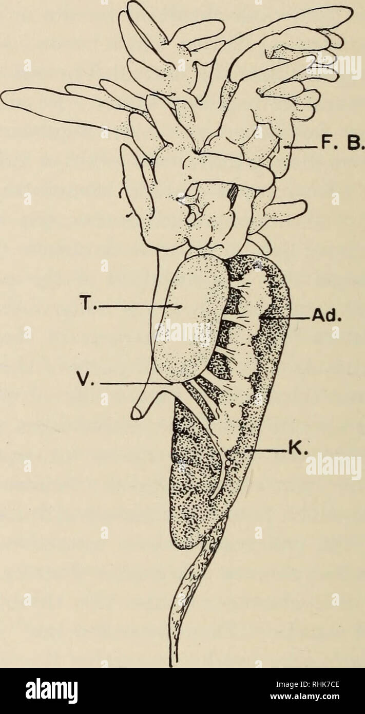 . The biology of the amphibia. Amphibians. THE BIOLOGY OF THE AMPHIBIA ...