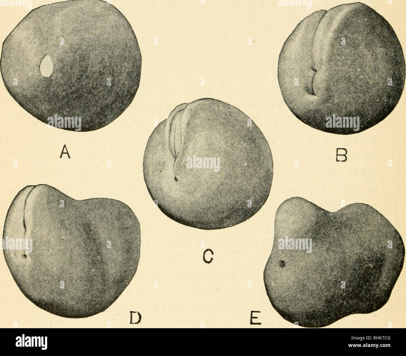. The biology of the frog. Frogs. lOO THE BIOLOGY OF THE FROG CHAP. As ...