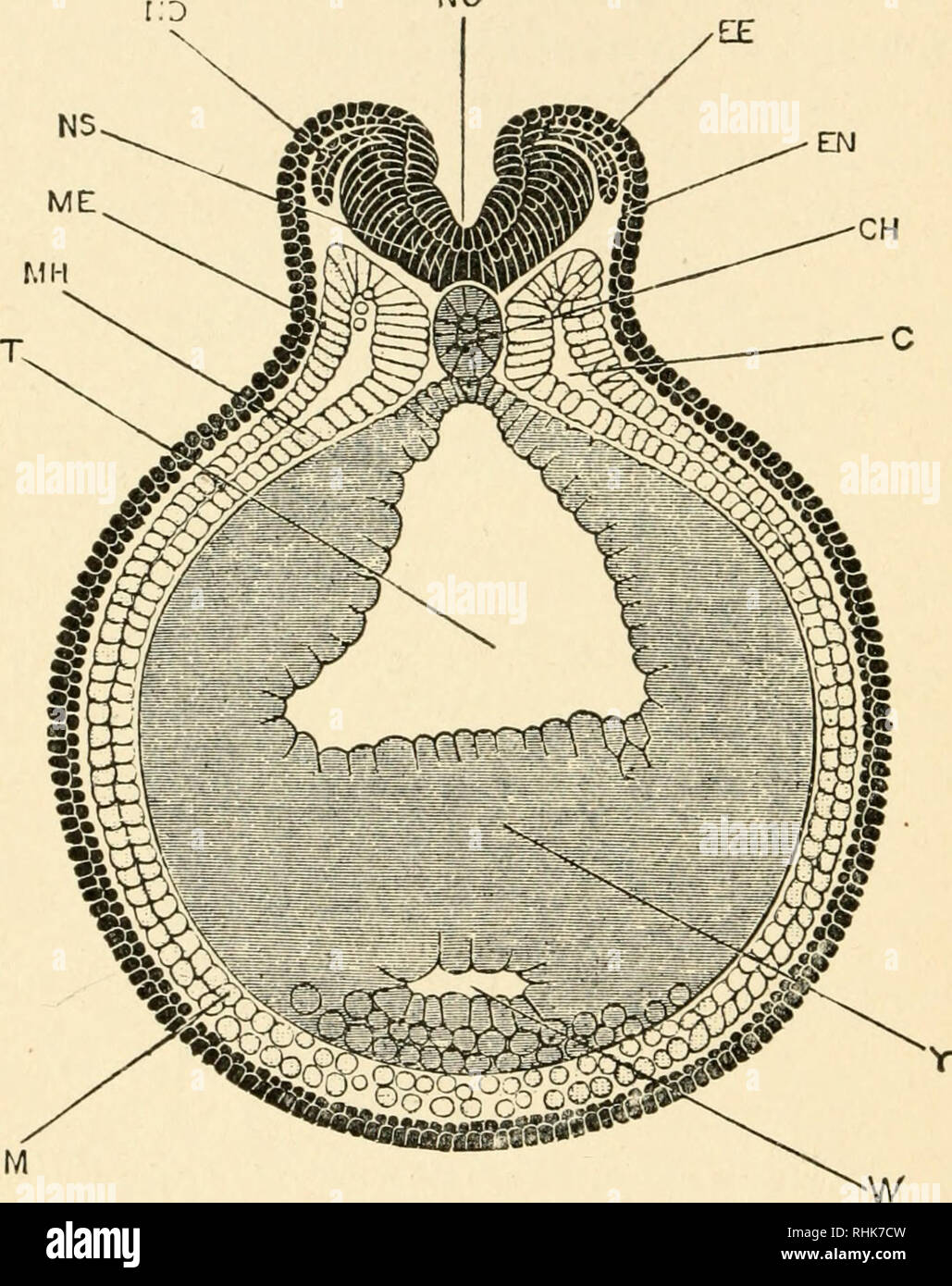 Frog closure hi-res stock photography and images - Alamy