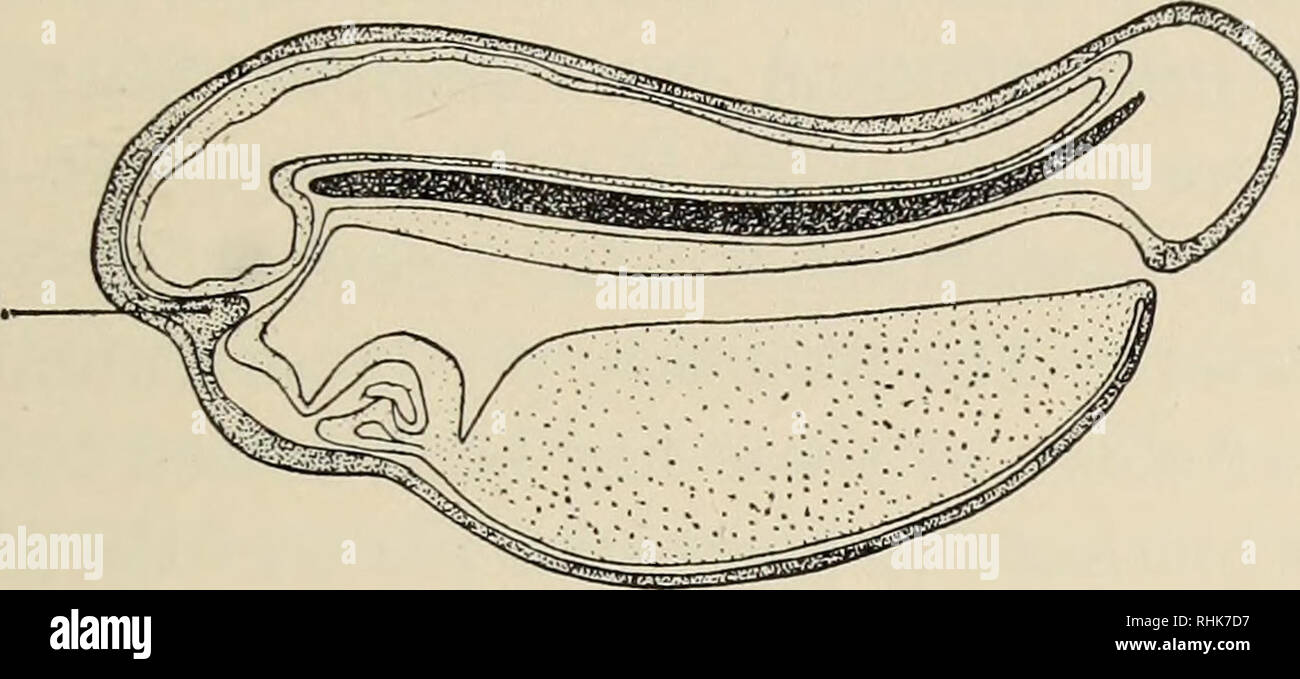 . The biology of the amphibia. Amphibians. PRIVATE LIBRARY OF ALBERT G ...