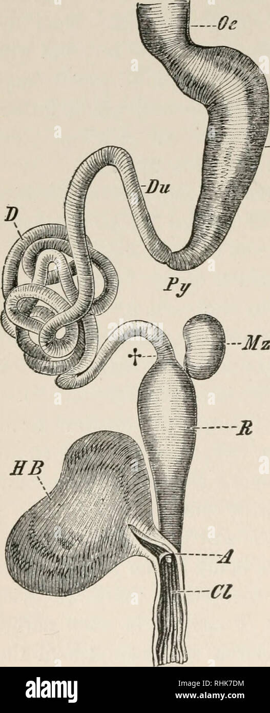 . The biology of the frog. Frogs. 138 THE BIOLOGY OF THE FROG CHAP. -0e ...