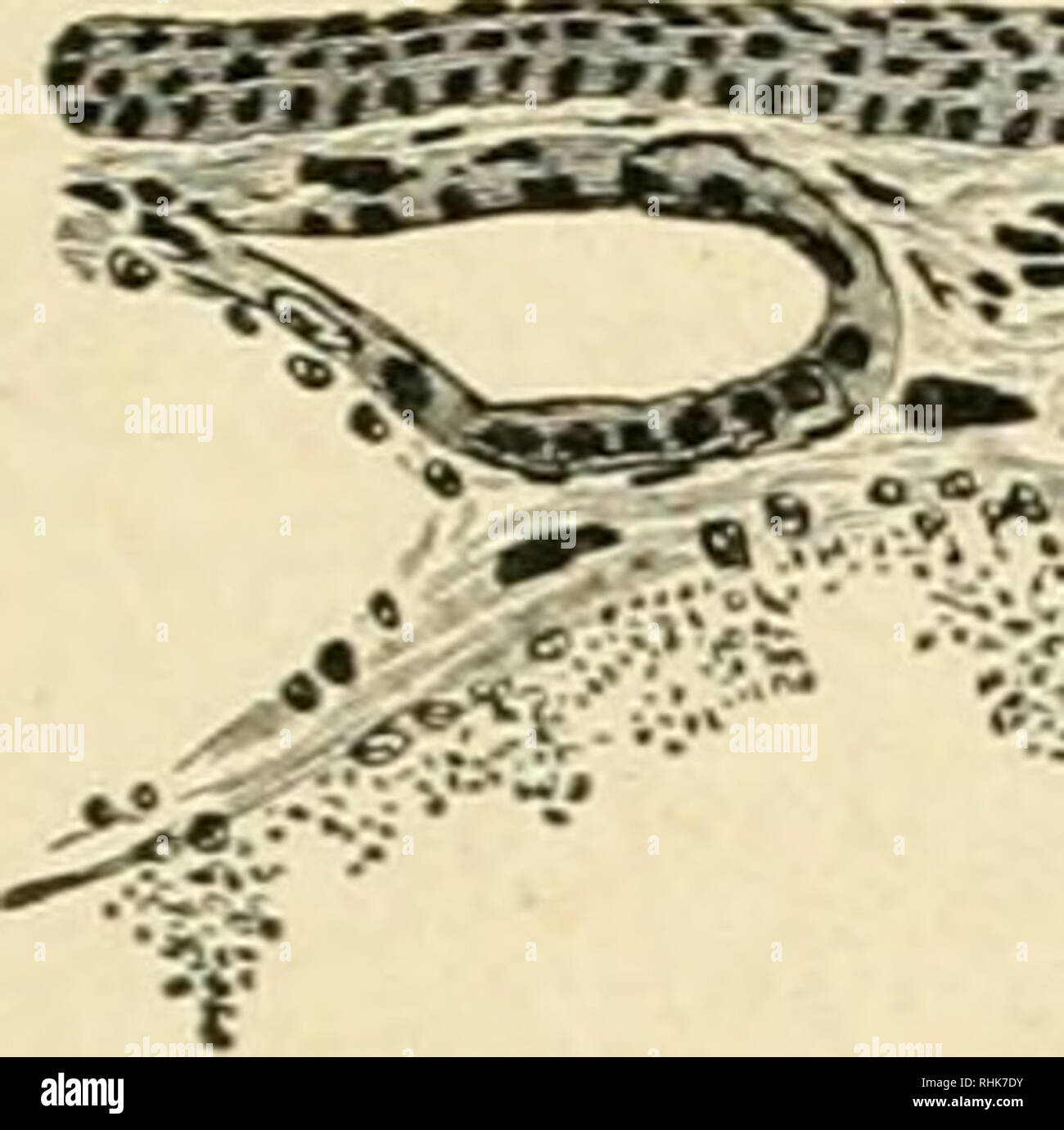 . The biology of the frog. Frogs. THE SKIN 185 mucus glands, and less ...