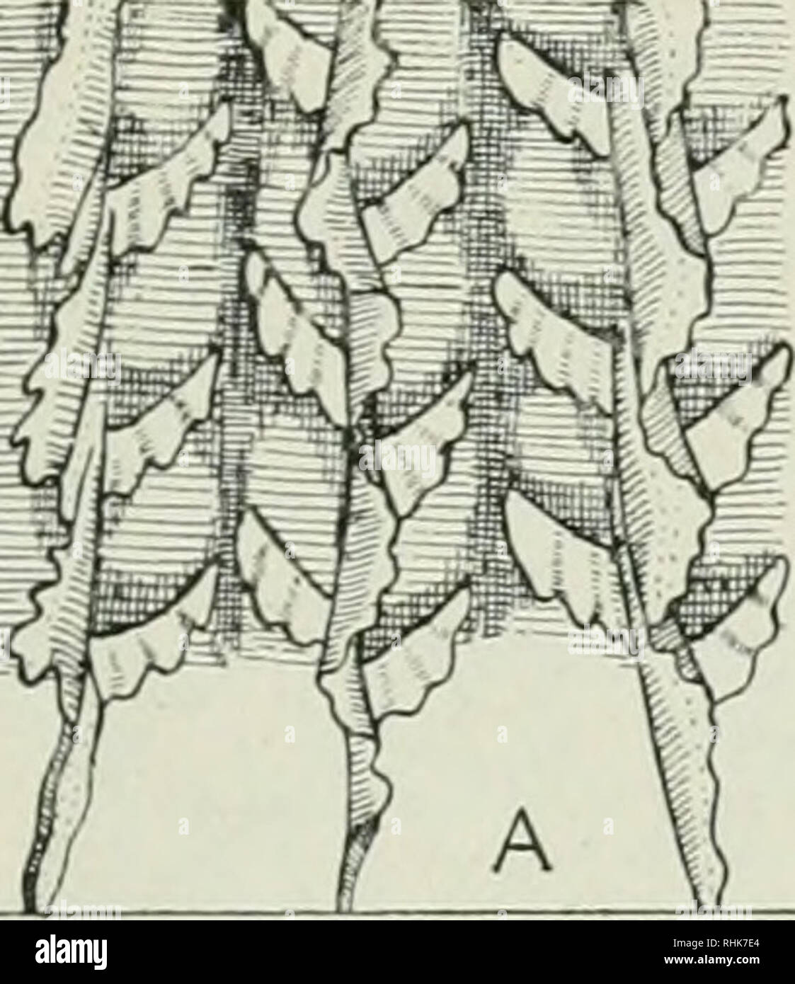 Broken capillaries hi-res stock photography and images - Alamy