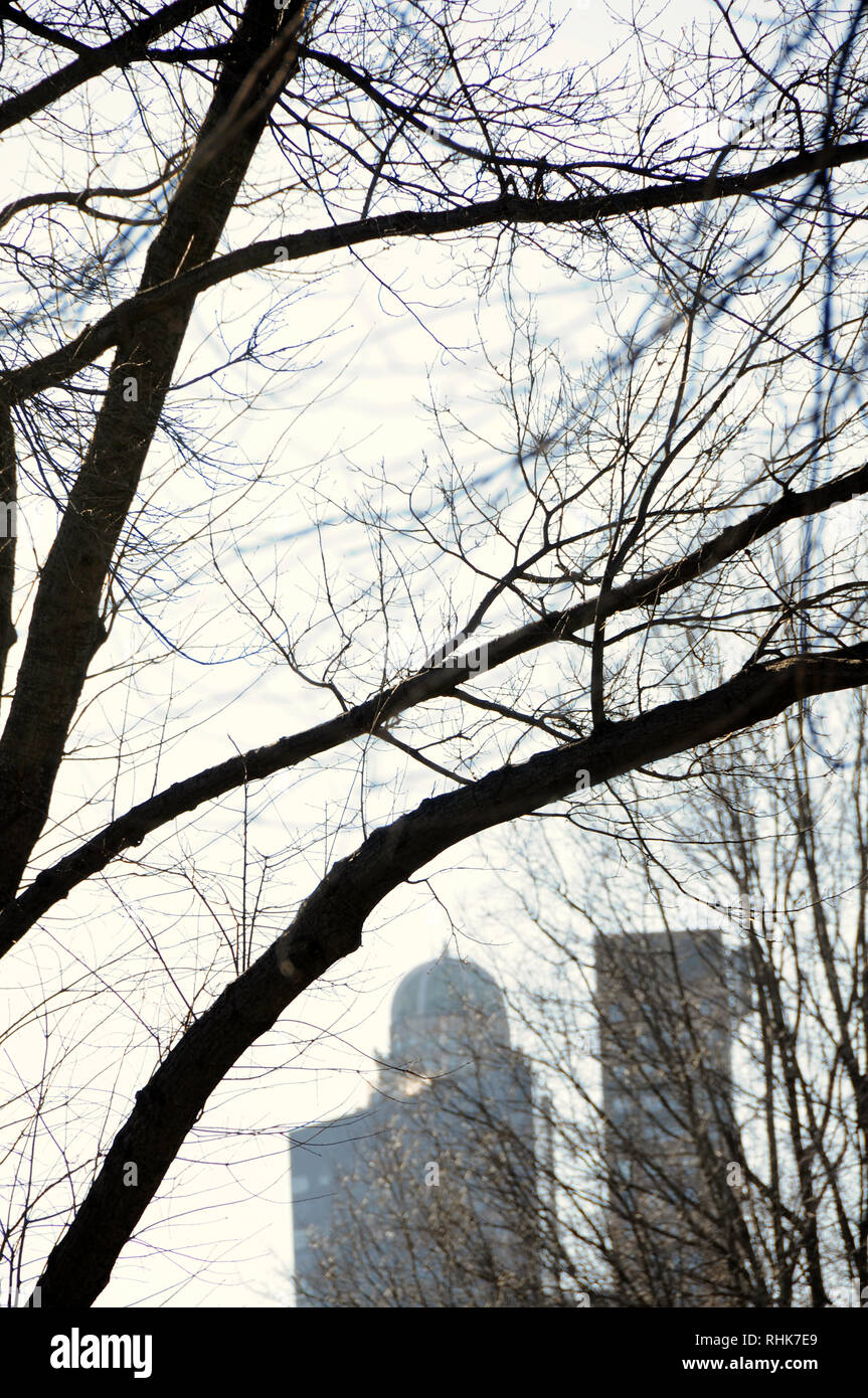 A New York City winter cityscape as seen through the leafless ...