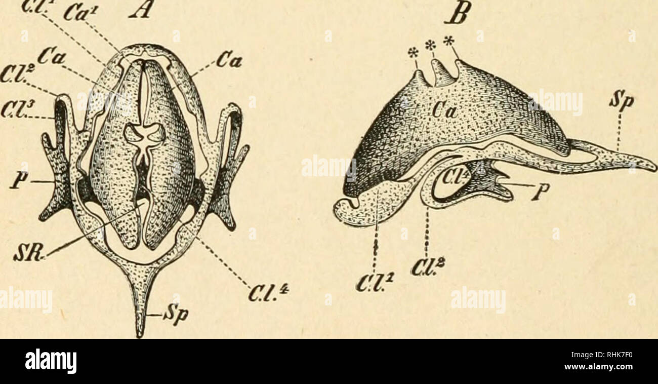 Semilunar Valves Stock Photos & Semilunar Valves Stock Images - Alamy