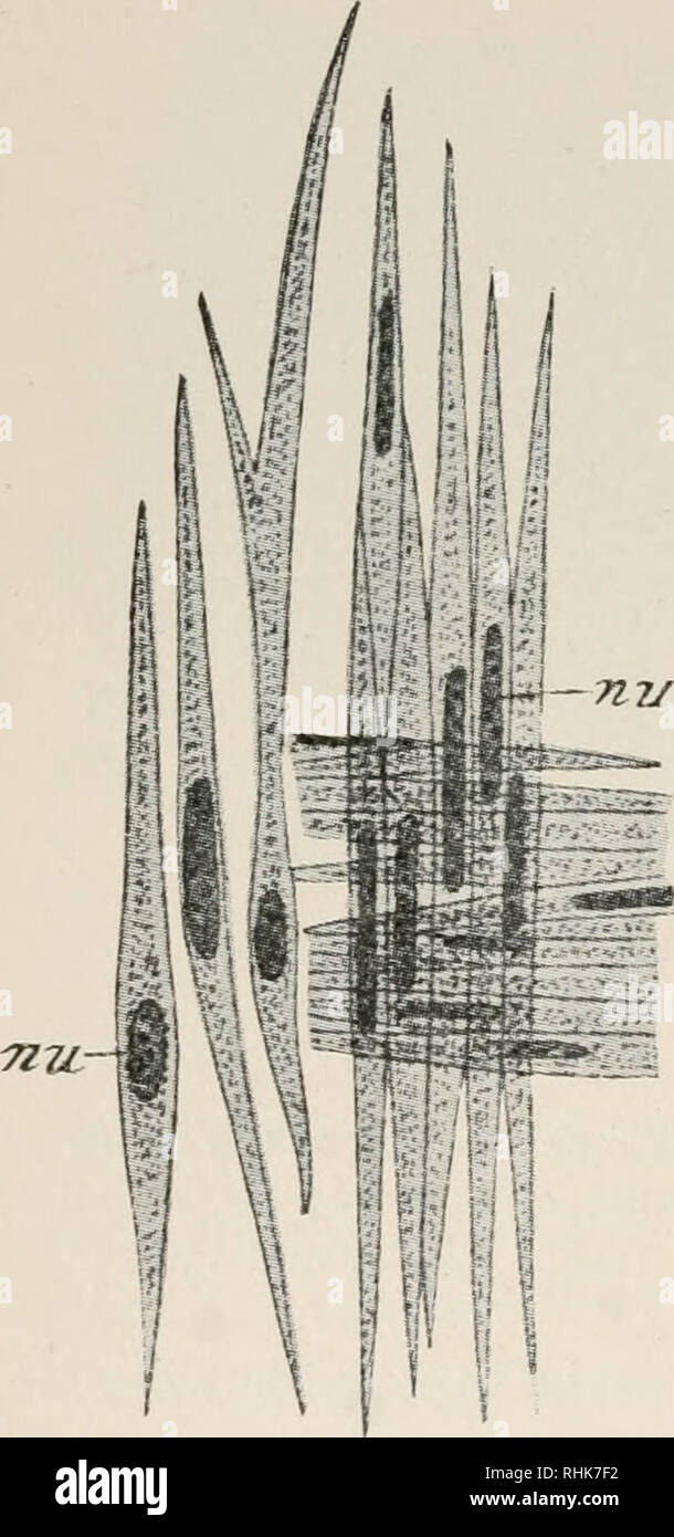. The biology of the frog. Frogs. 128 THE BIOLOGY OF THE FROG CHAP ...