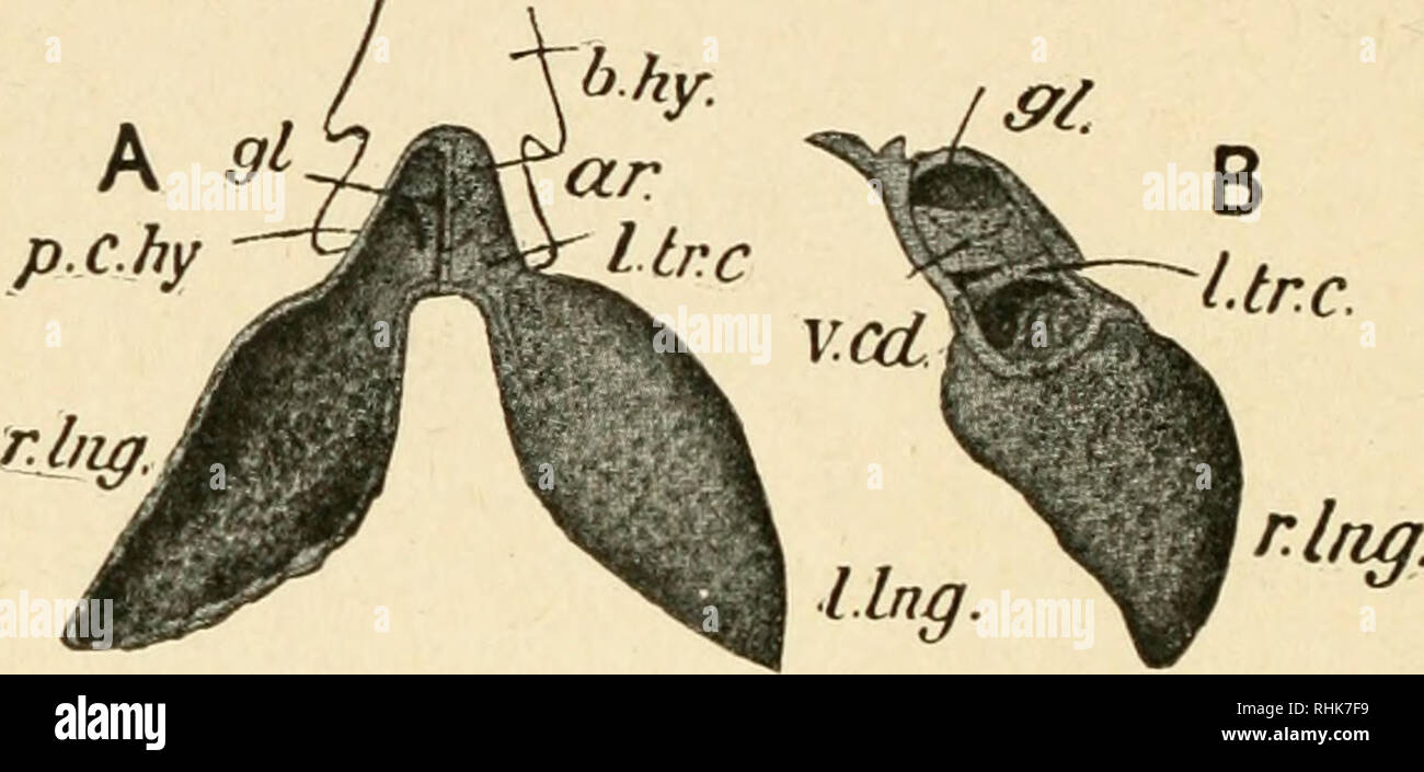 Respiratory roots hi-res stock photography and images - Alamy