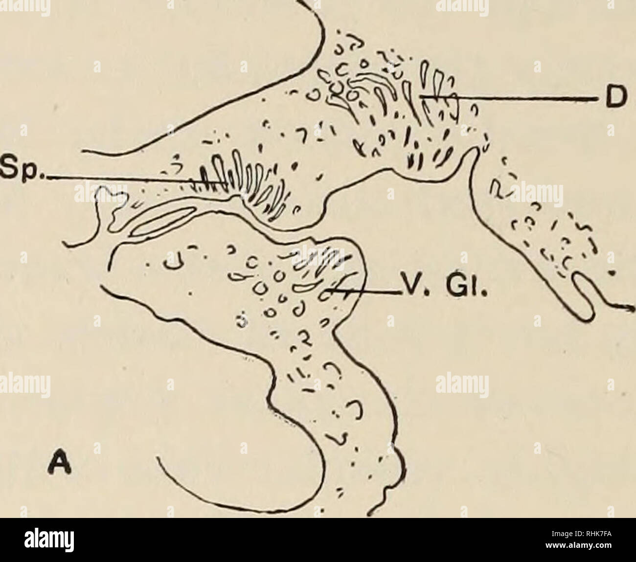 . The biology of the amphibia. Amphibians. 284 THE BIOLOGY OF THE ...