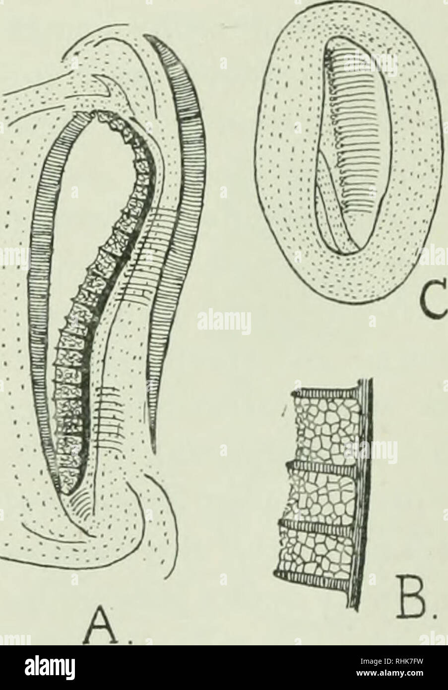 . The biology of dragonflies (Odonata or Paraneuroptera). Dragon-flies ...