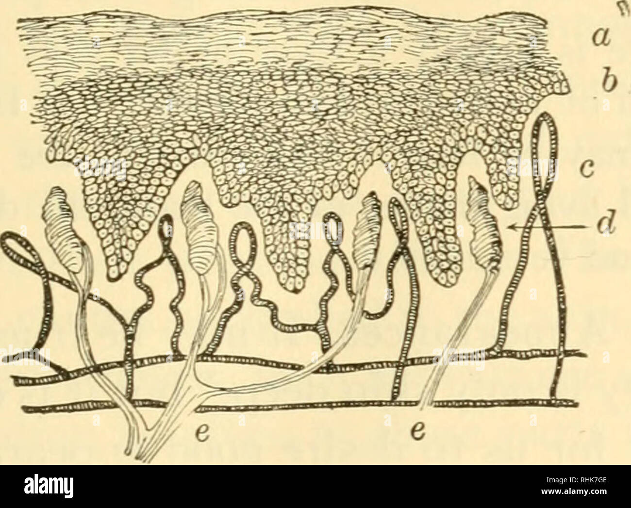 Coiled tubule hi-res stock photography and images - Alamy
