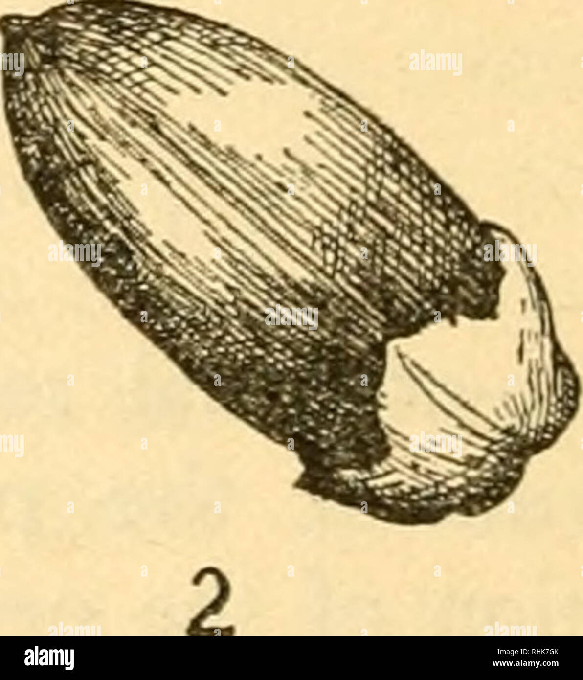 . The biology of flowering plants. Phanerogams; Plant physiology; Plant ...