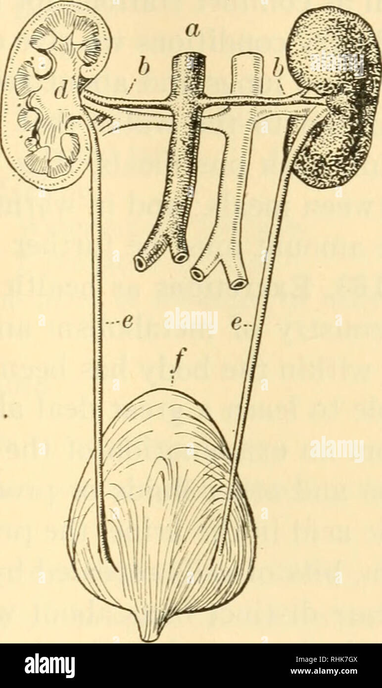 Kidneys exercise hi-res stock photography and images - Alamy