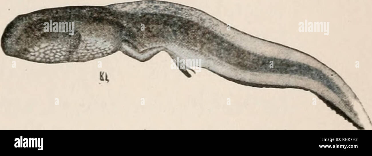 Tadpole With Hind Legs High Resolution Stock Photography and Images - Alamy