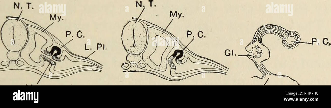 . The biology of the amphibia. Amphibians. THE UROGENITAL SYSTEM 267 ...