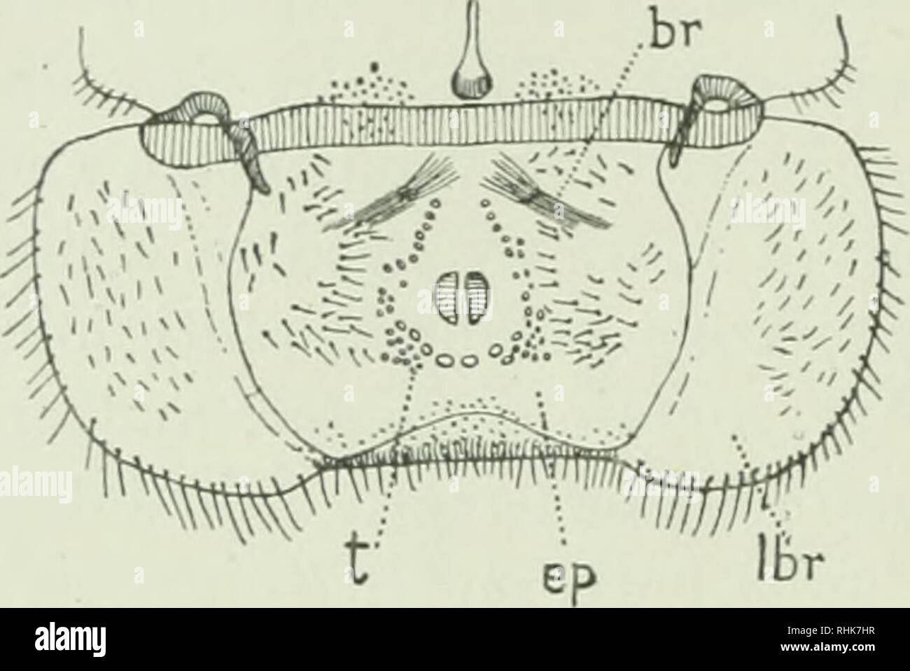 . The biology of dragonflies (Odonata or Paraneuroptera). Dragon-flies ...