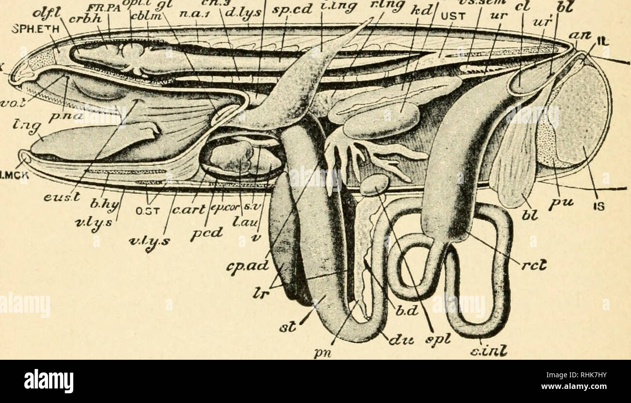 Frog Dissection Bladder