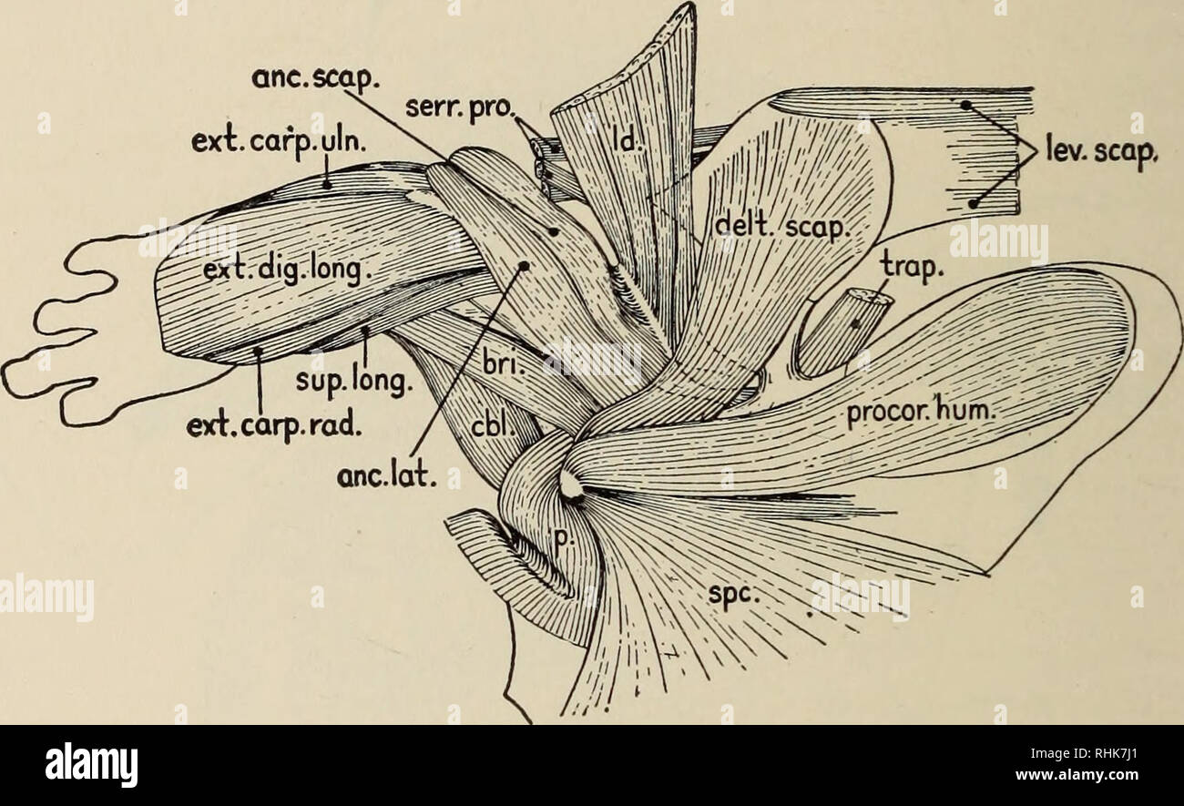 . The biology of the amphibia. Amphibians. 256 THE BIOLOGY OF THE ...