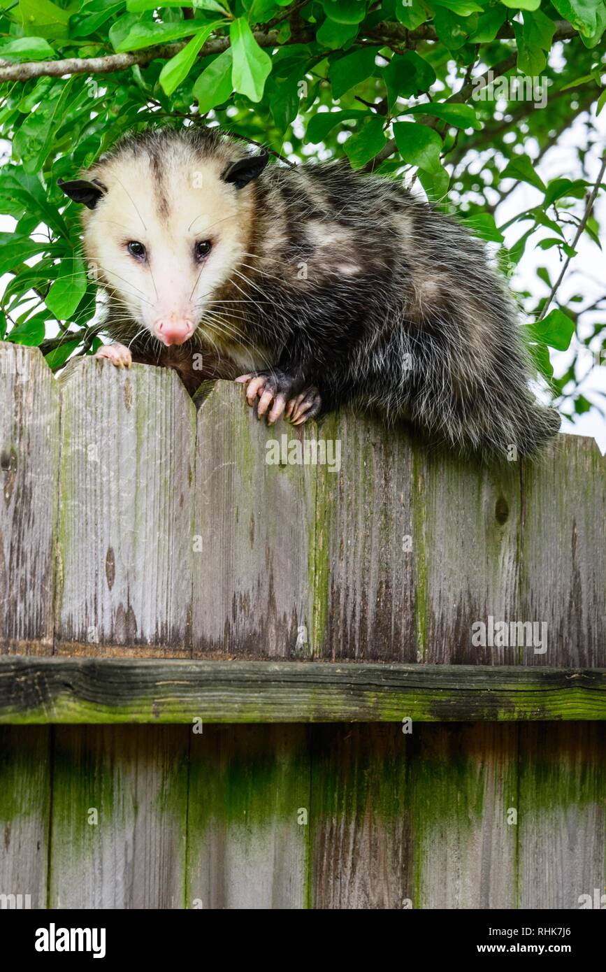 Grey and white opossum on a fence Stock Photo - Alamy