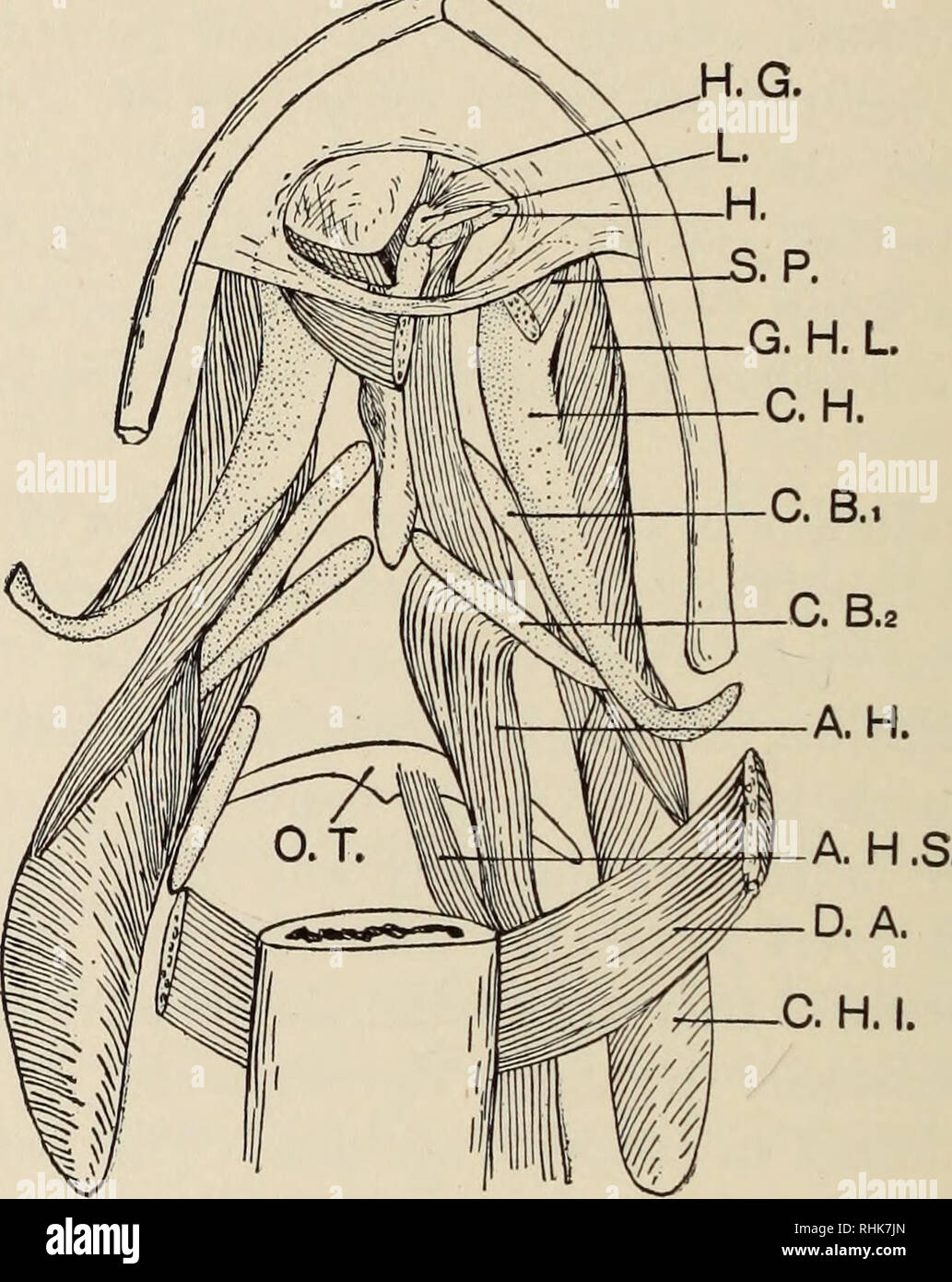 . The biology of the amphibia. Amphibians. 254 THE BIOLOGY OF THE ...