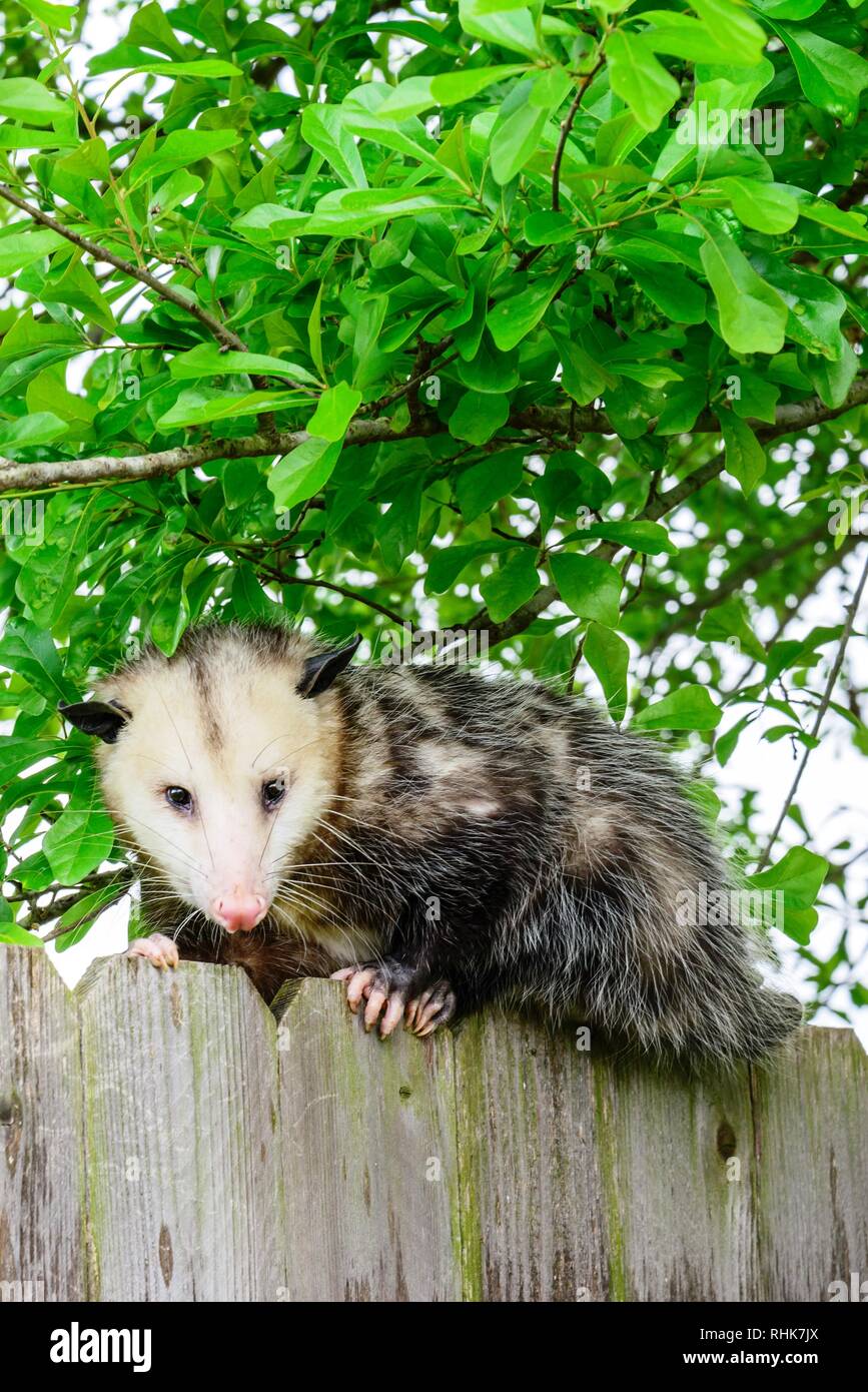 Grey and white opossum on a fence Stock Photo - Alamy