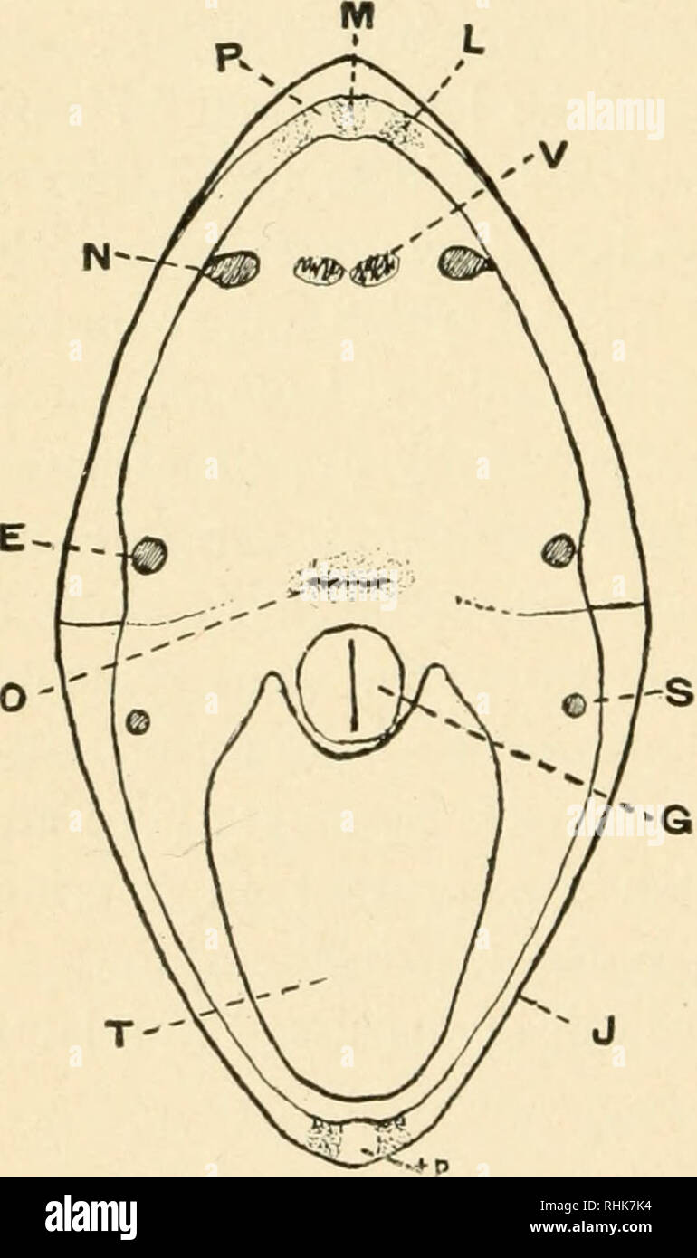 Sharp conical teeth hi-res stock photography and images - Alamy