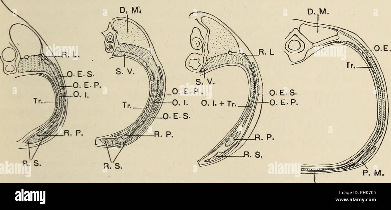 . The biology of the amphibia. Amphibians. THE MUSCULAR SYSTEM 251 ...