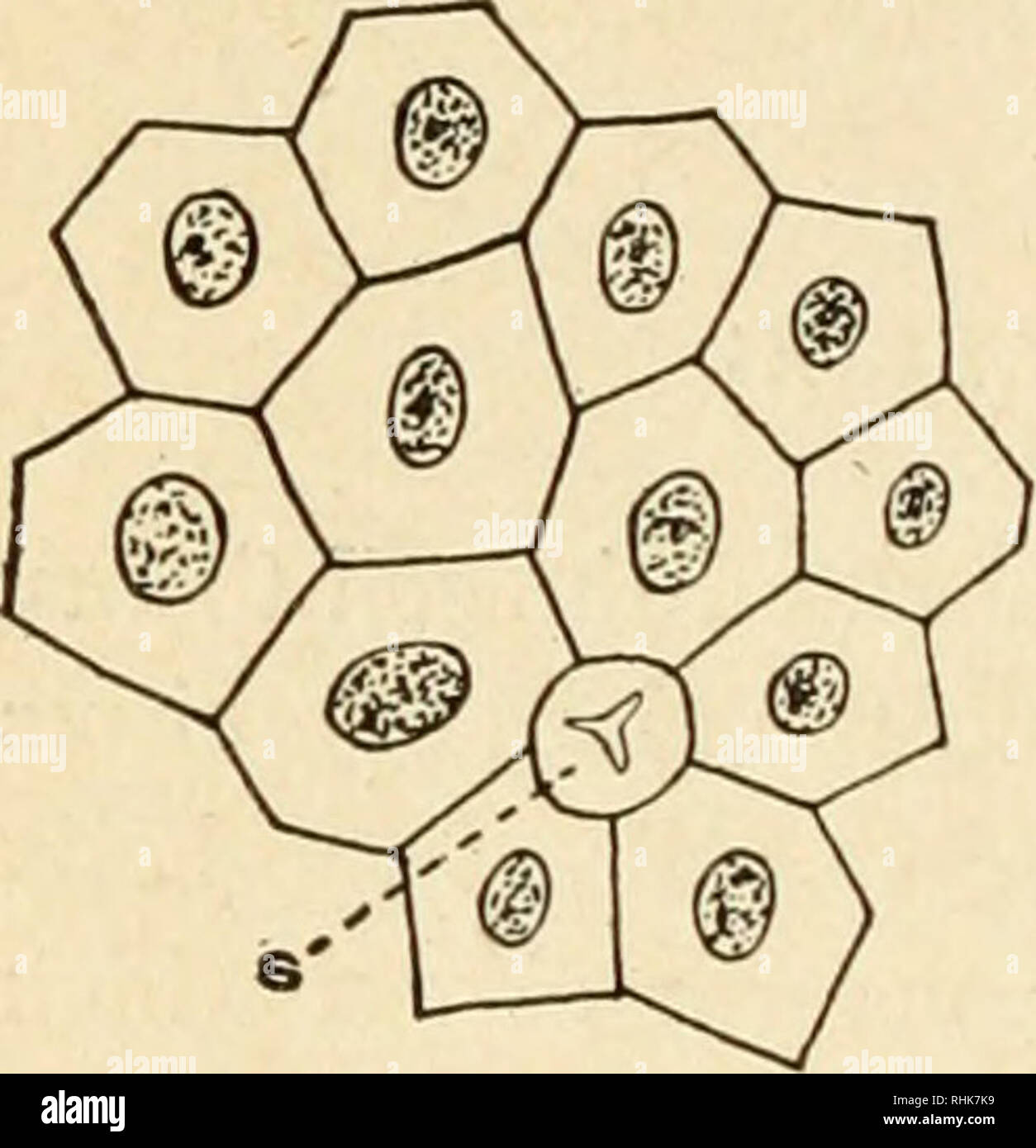 . The biology of the frog. Frogs. THE BIOLOGY OF THE FROG. An excellent ...