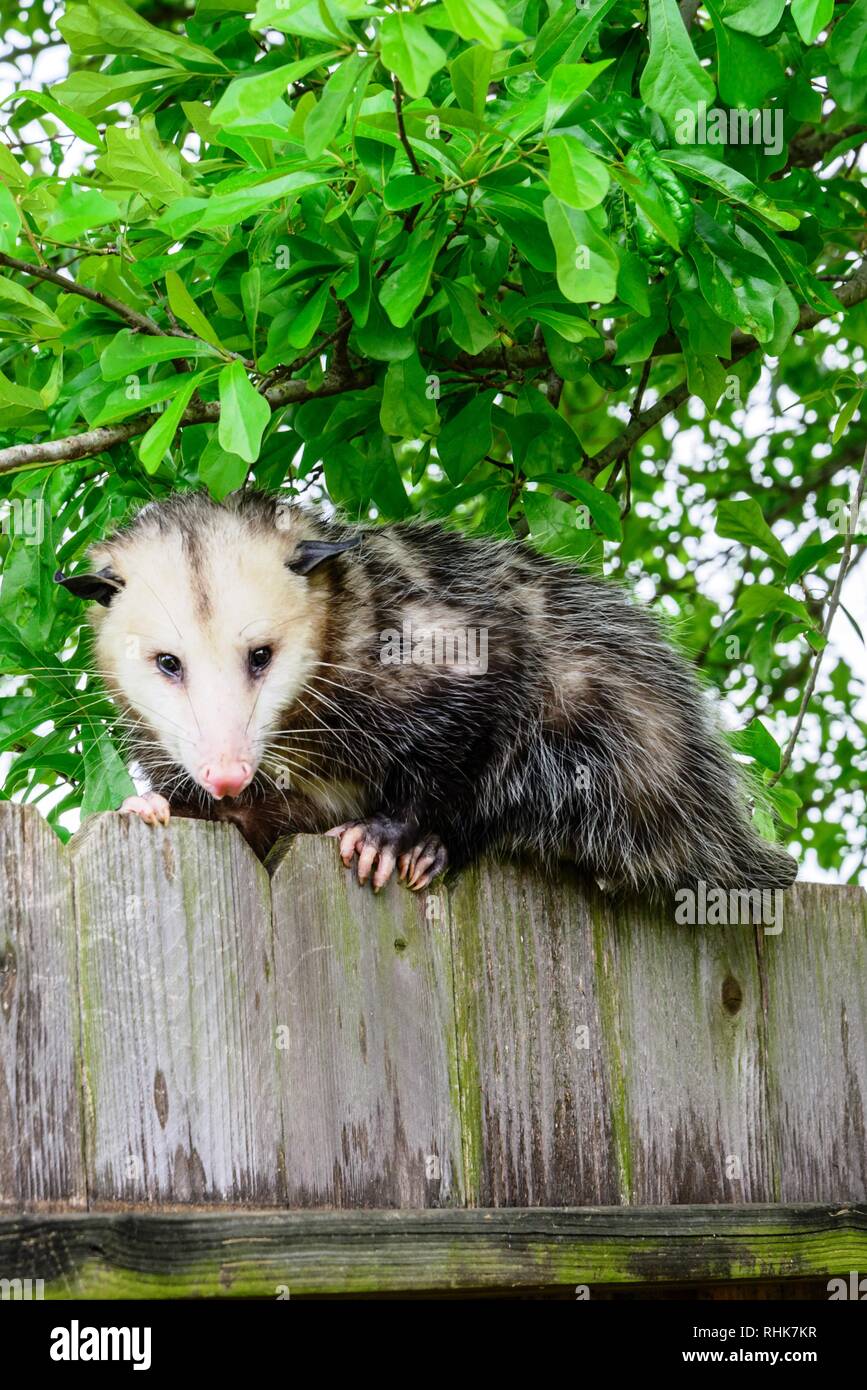 Grey opossum hi-res stock photography and images - Alamy