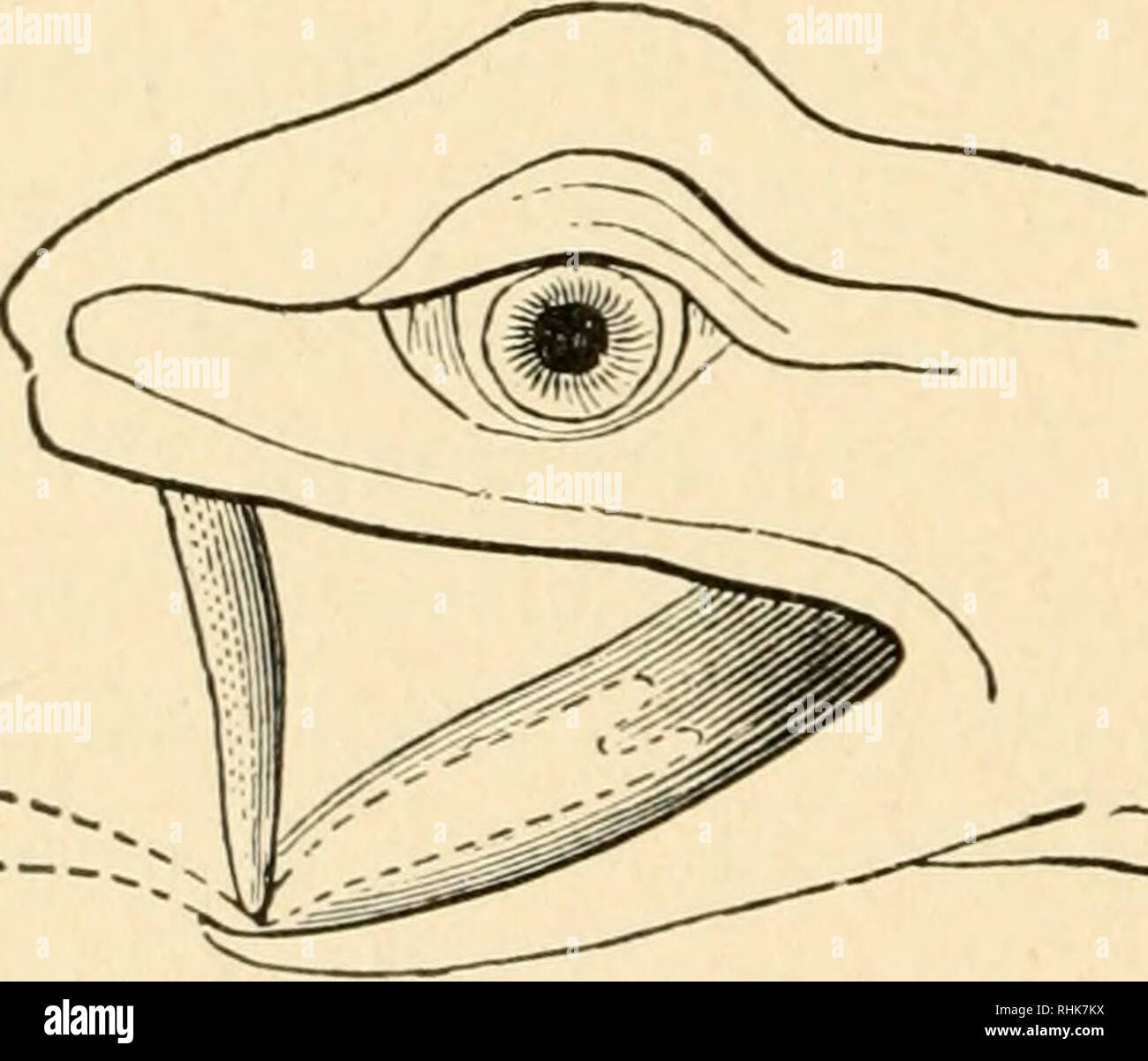 . The biology of the frog. Frogs. 26 THE BIOLOGY OF THE FROG CHAP ...