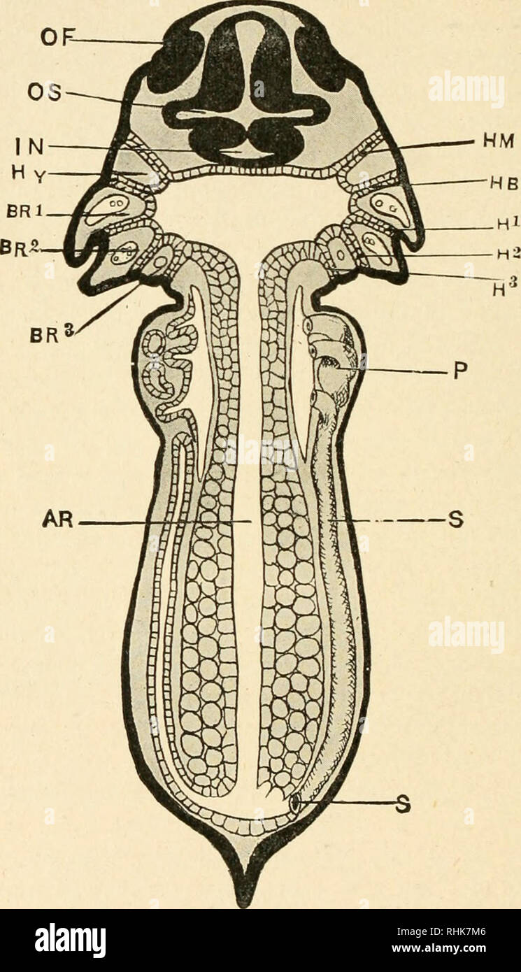 Hyomandibular cleft hi-res stock photography and images - Alamy