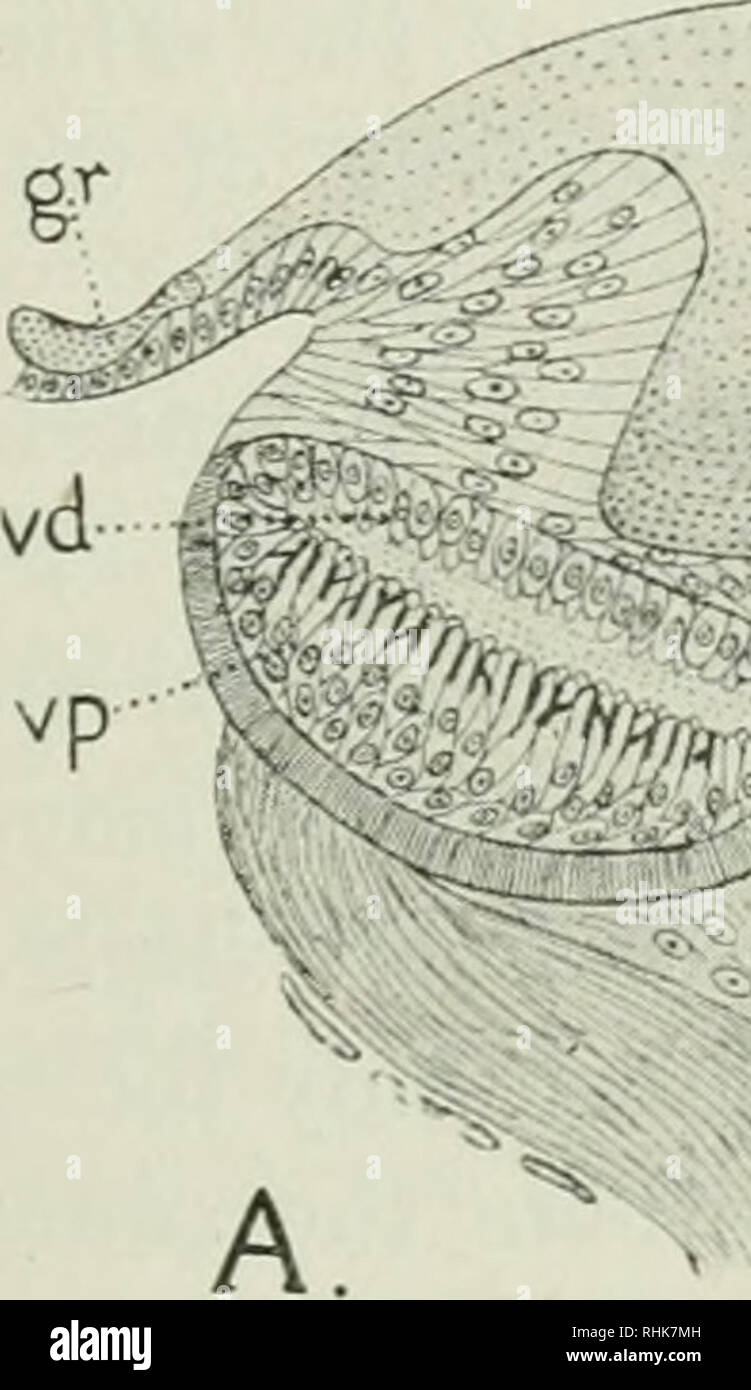 Dragon Anatomy Organs