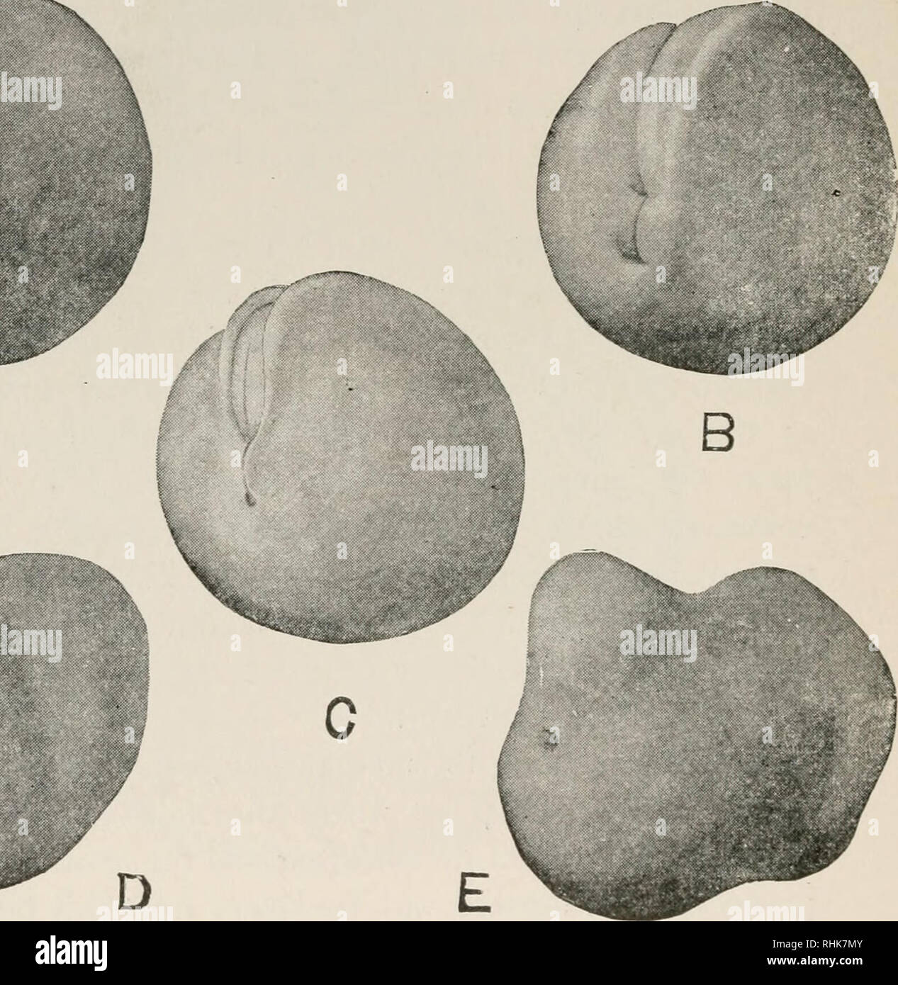 Frog plug hi-res stock photography and images - Alamy