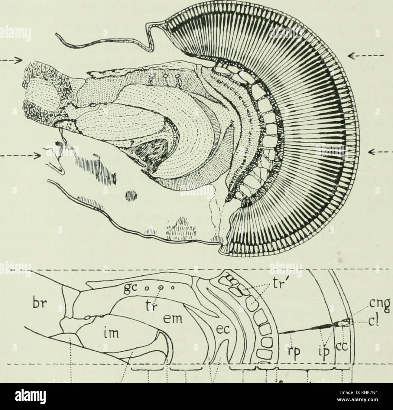 . The biology of dragonflies (Odonata or Paraneuroptera). Dragon-flies ...