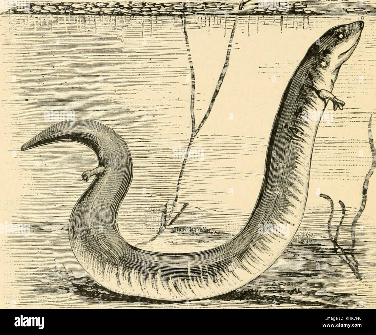 . The biology of the frog. Frogs. THE BIOLOGY OF THE FROG CHAP. C ...