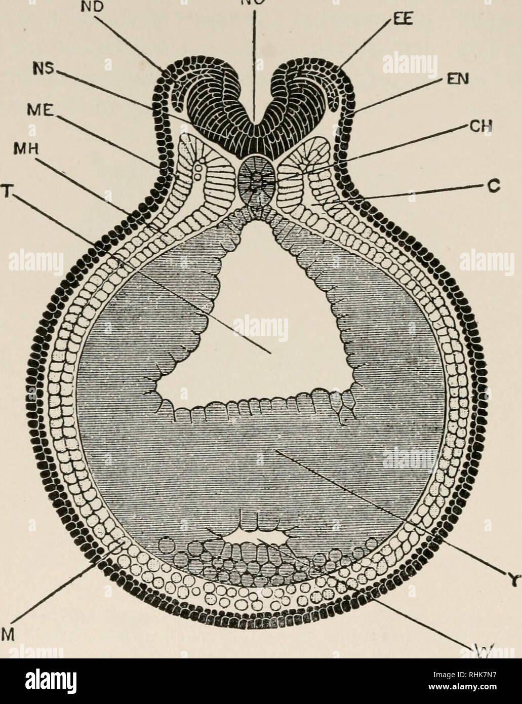 . The biology of the frog. Frogs. 98 THE BIOLOGY OF THE FROG CHAP ...