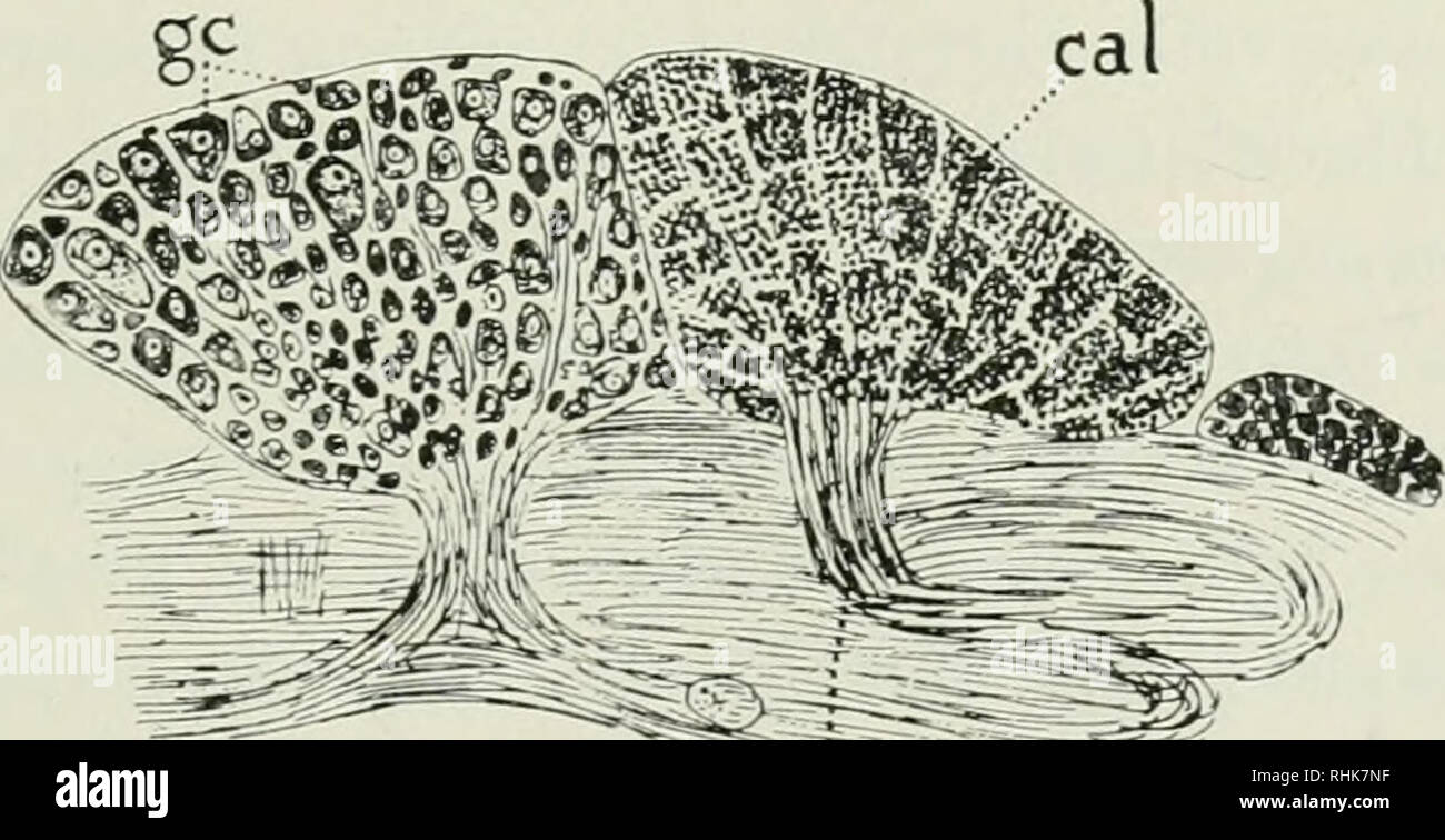 Fan trachea hi-res stock photography and images - Alamy