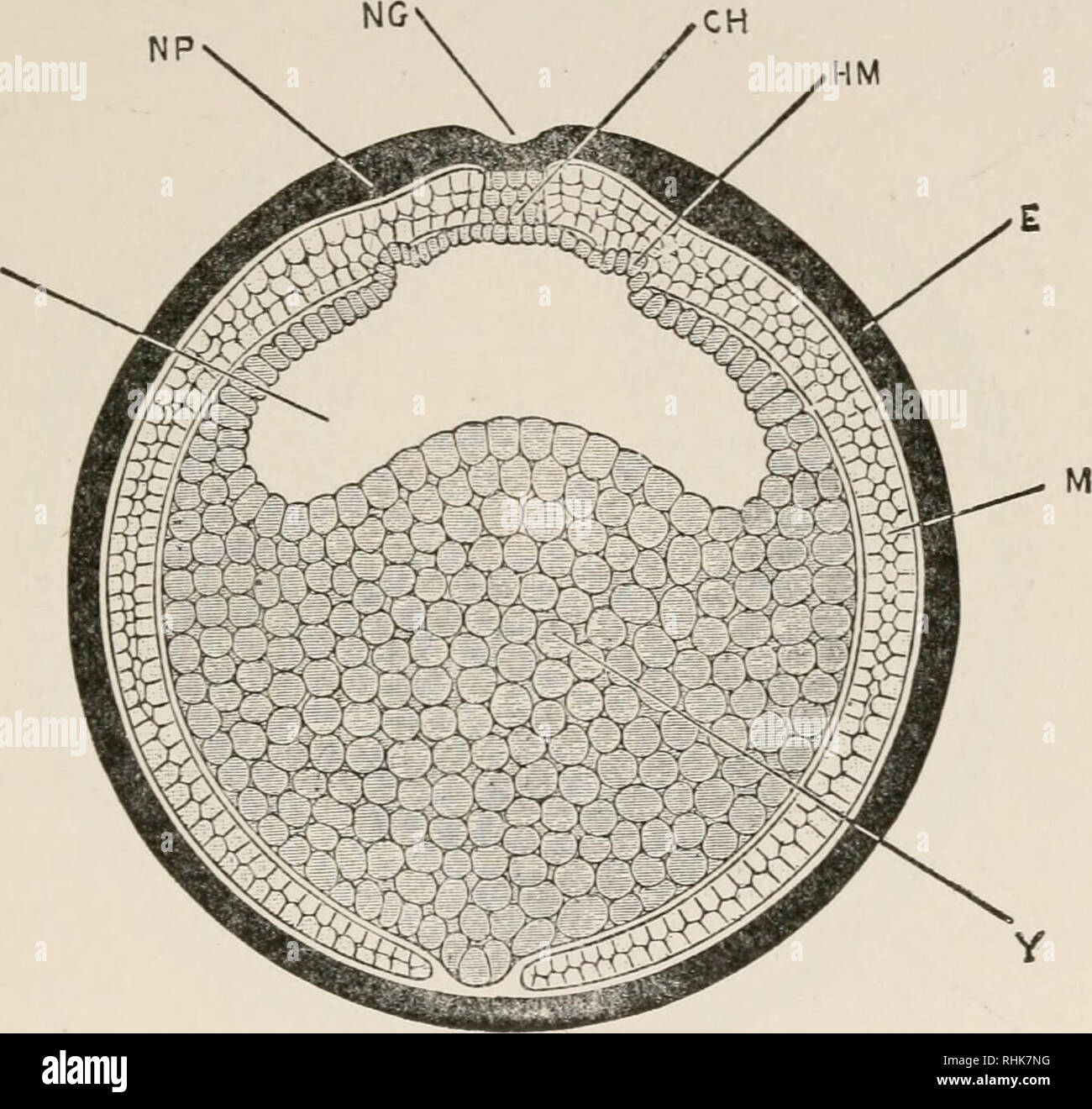 . The biology of the frog. Frogs. THE DEVELOPiMENT OF THE FROG 97 of ...
