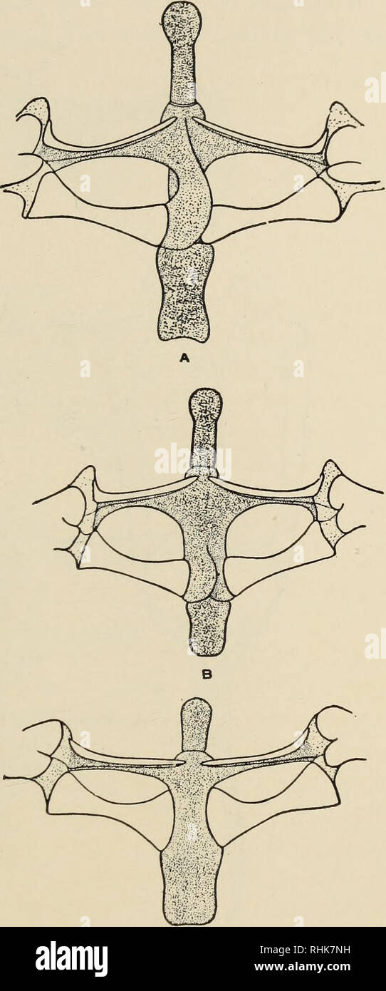 . The biology of the amphibia. Amphibians. THE SKELETON 237 pitidae ...