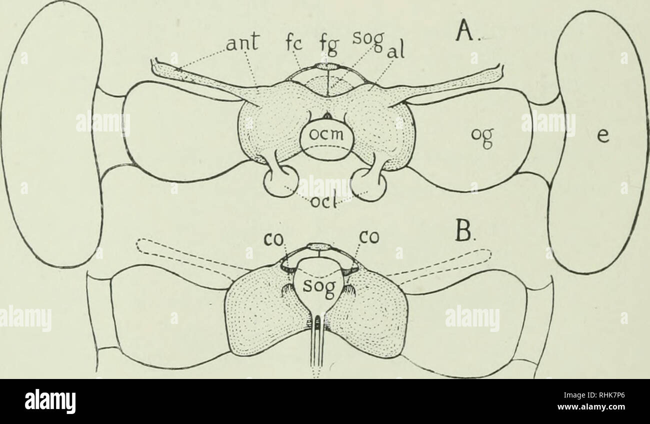 . The biology of dragonflies (Odonata or Paraneuroptera). Dragon-flies ...