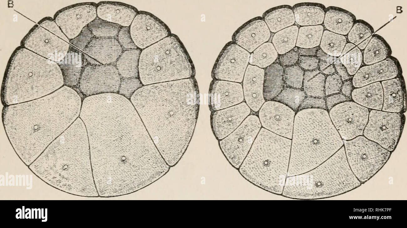 . The biology of the frog. Frogs. THE DEVELOPMENT OF THE FROG 93 ...